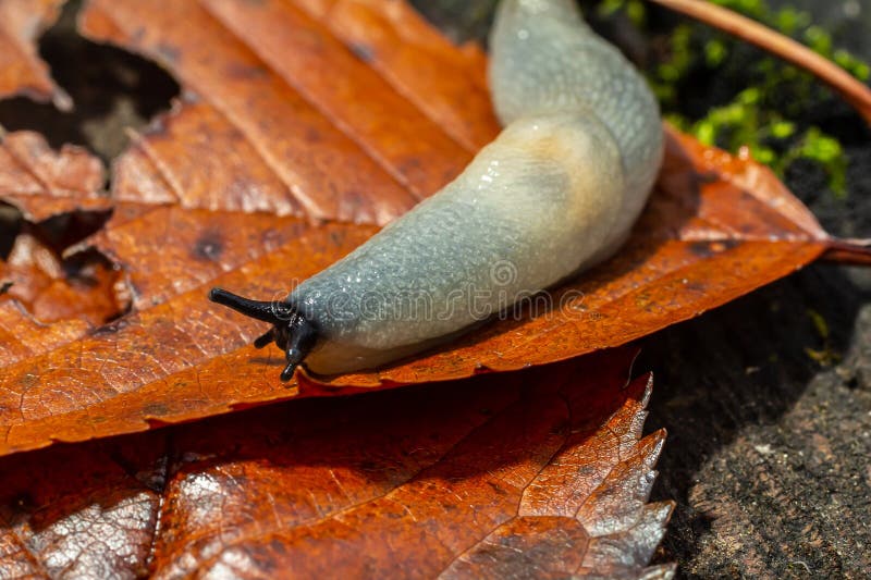 Arion Intermedius Slug Animal Macro Photography Stock Photo - Image of ...