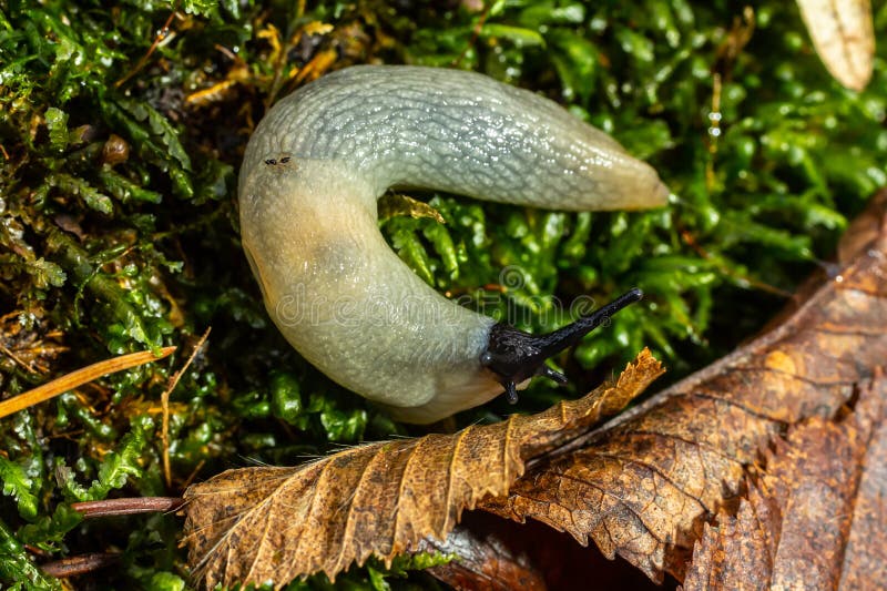 Arion Intermedius Slug Animal Macro Photography Stock Image - Image of ...