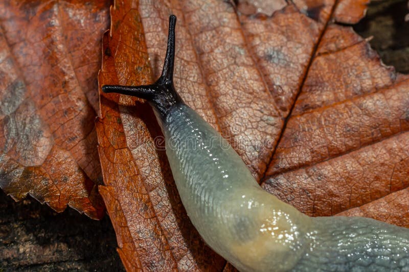 Arion Intermedius Slug Animal Macro Photography Stock Photo - Image of ...