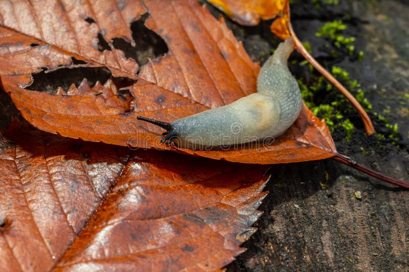 Arion Intermedius Slug Animal Macro Photography Stock Photo - Image of ...