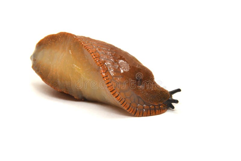 Arion rufus slug stock image. Image of animal, invertebrate - 124087571