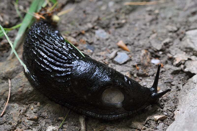 Arion rufus stock image. Image of rufus, mollusk, black - 34853761