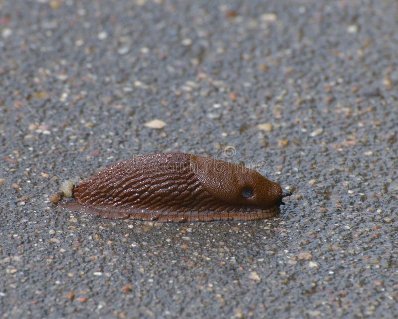 Arion Vulgaris - the Slug Crawling on Asphalt Stock Image - Image of ...