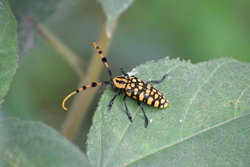Aristobia reticulator - stock image. Image of family - 250870995