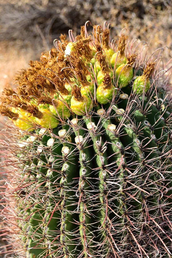 Arizona Barrel Cactus stock photo. Image of desert, outdoors - 297618832