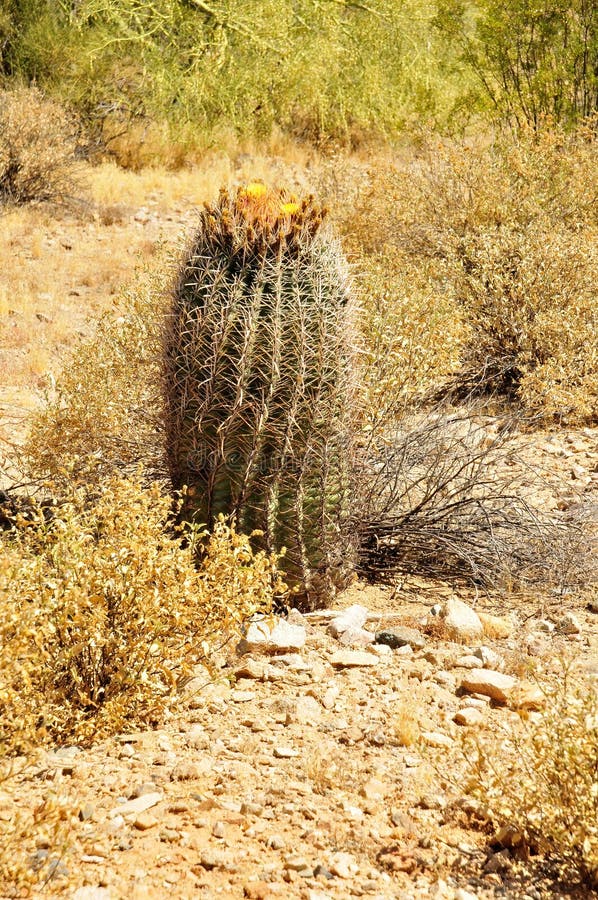 Arizona Barrel Cactus Sonora Desert Arizona Stock Image - Image of ...