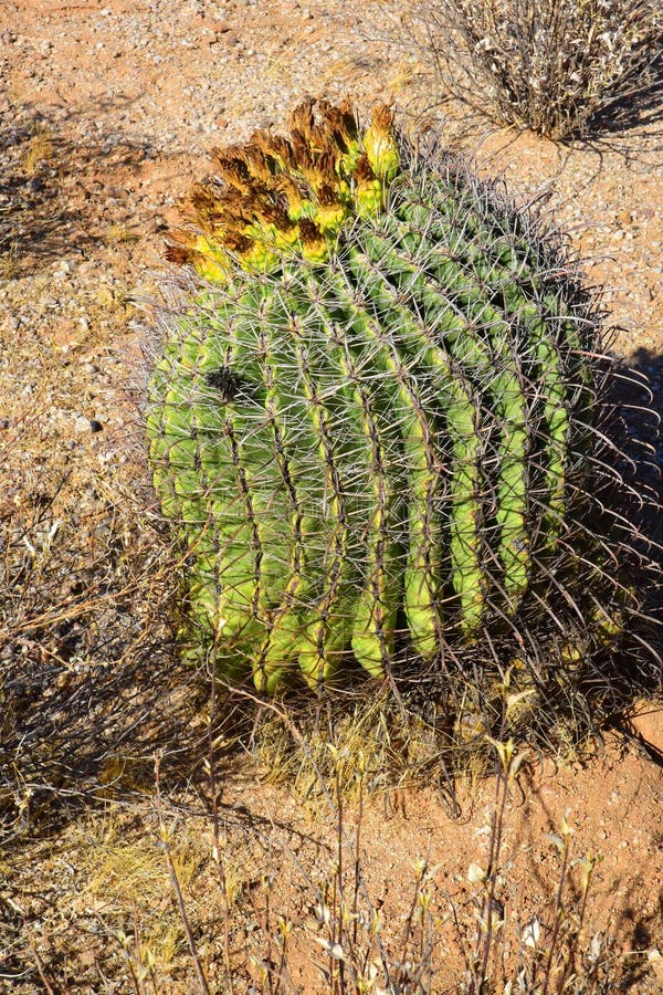 Barrel Cactus in Yuma, Arizona Stock Photo - Image of arizona, like ...