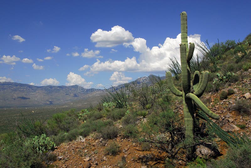 Arizona Cactus stock photo. Image of scenic, saguaro - 10588994