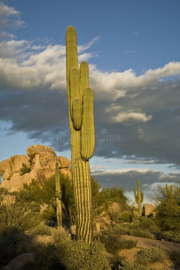 Arizona cactus stock photo. Image of landscape, saguaro - 11126102