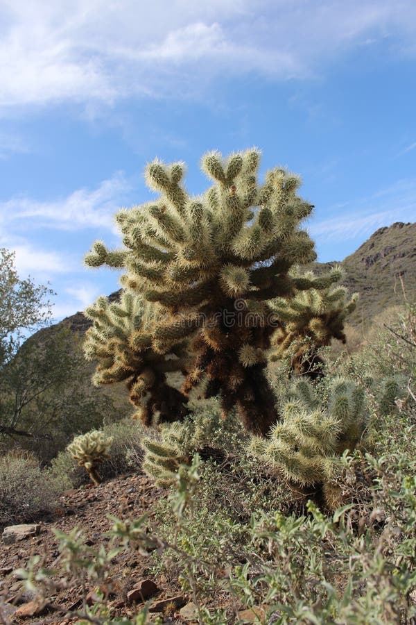 Arizona Cactus stock image. Image of nature, cactus, cacti - 24653033
