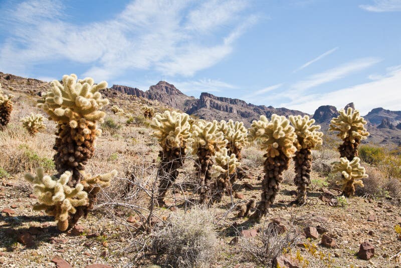 Arizona cactus trees stock image. Image of highway, auto - 23284143