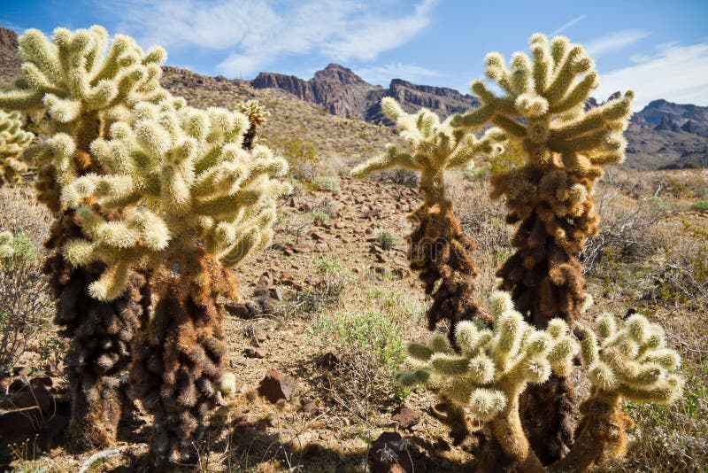 Arizona cactus trees stock photo. Image of driving, scenery - 23286932
