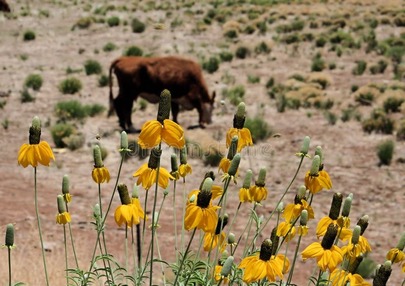Arizona Cattle Ranch stock photo. Image of flowers, single - 842592