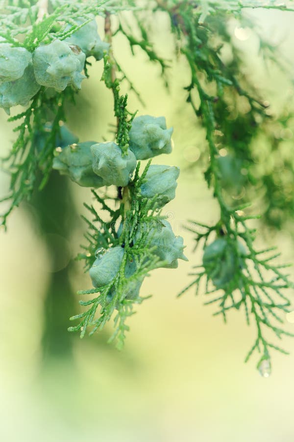 Arizona cypress stock image. Image of cupressus, garden - 33207195