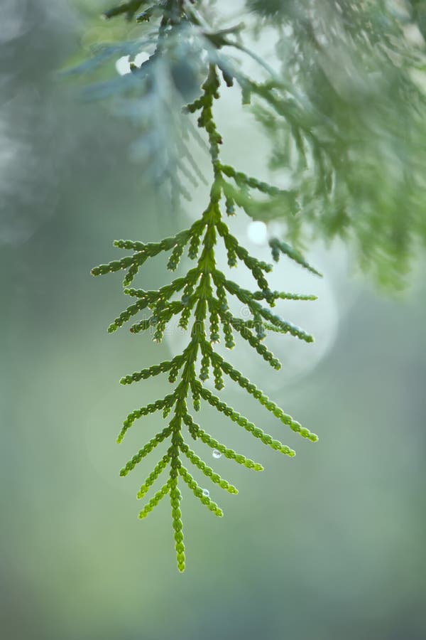 Arizona cypress stock image. Image of nature, macro, fresh - 34805557