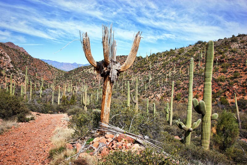 Arizona Desert stock photo. Image of blue, hiking, mountain - 50567884