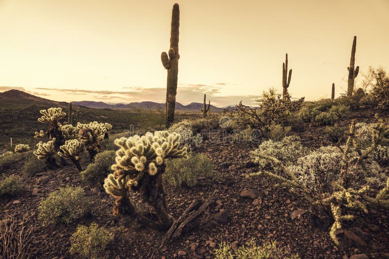 Arizona Desert Cactus Tree Landscape Stock Photo - Image of saguaro ...