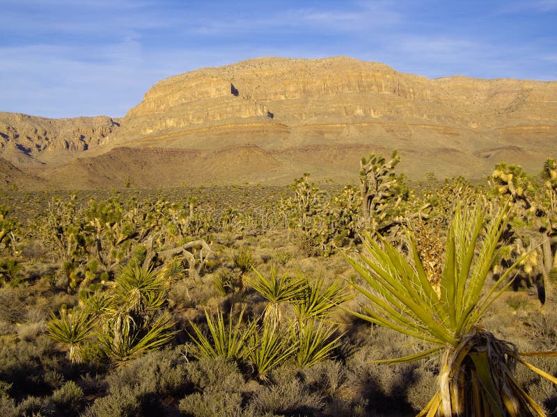Arizona Desert Flora stock photo. Image of forest, nature - 44137714
