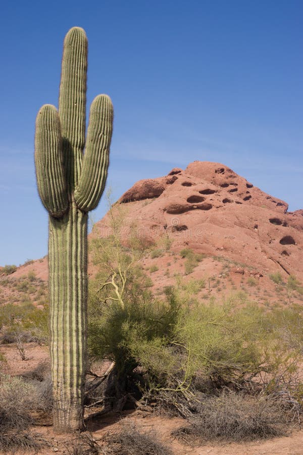 Arizona Desert Landscape Red Rocks Cactus Arid Landscape Stock Photo ...