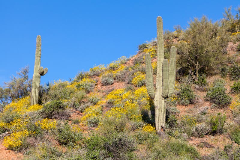 Arizona Desert Landscape in Spring Stock Photo - Image of springtime ...