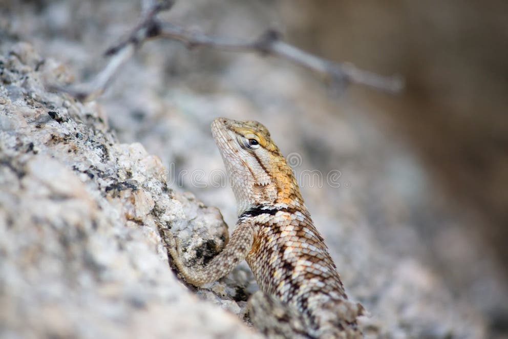 Arizona Desert Lizard stock image. Image of scaly, yellow - 10687877