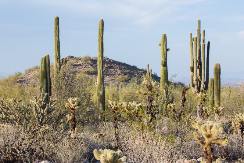 Arizona Desert Scenery stock image. Image of arizona - 27151667