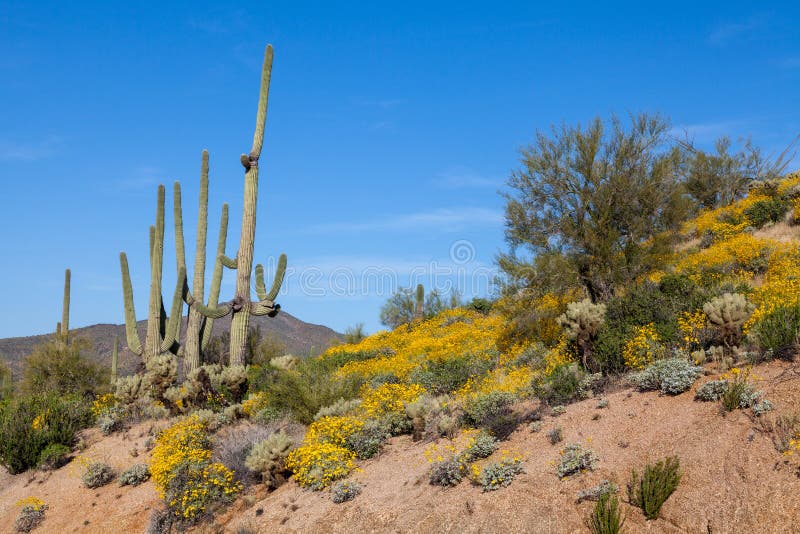 Arizona Desert in Spring stock image. Image of nature - 32489597