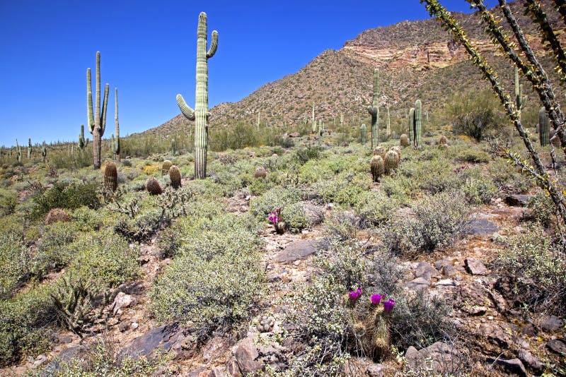 Usery Park stock photo. Image of arizona, southwest, hiking - 30299114