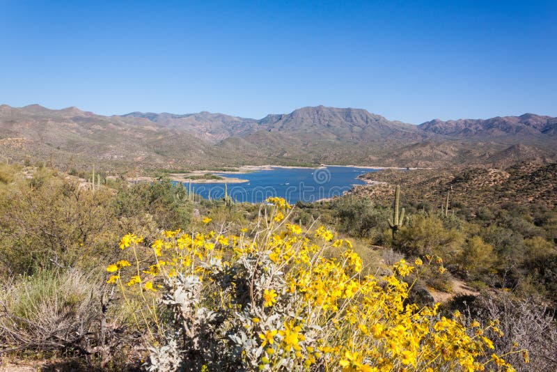 Arizona Desert in Spring stock photo. Image of plant - 51801718
