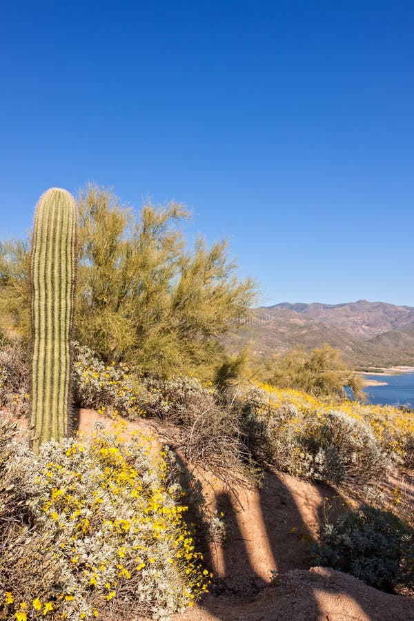 Arizona Desert Spring Wildflowers Stock Photo - Image of nature ...