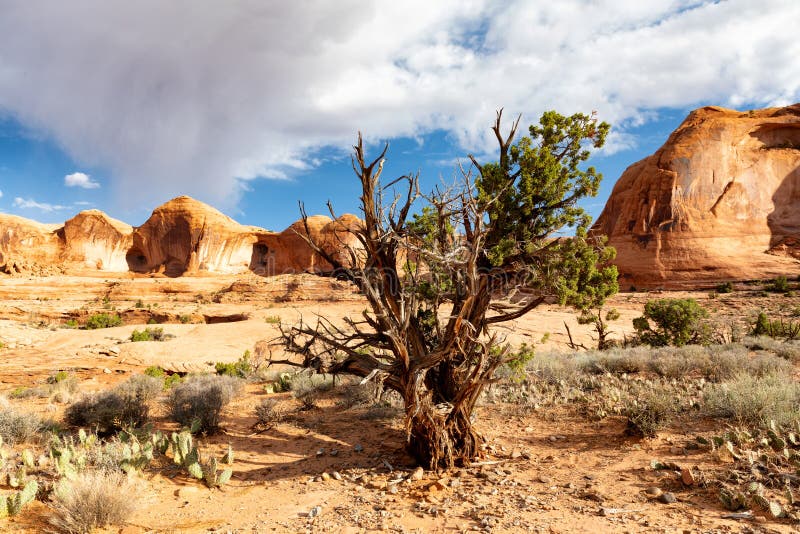 Arizona Desert Featuring Dead Trees and Cactus with Large Rocks Stock ...