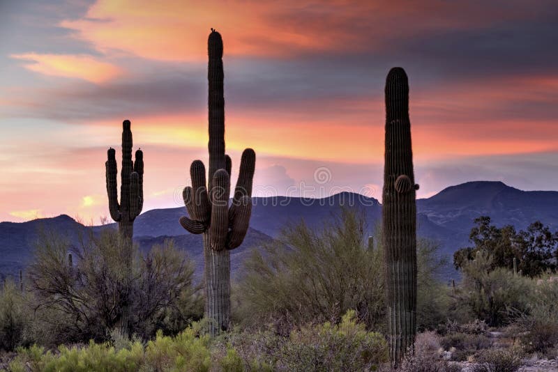 Arizona Desertscape stock image. Image of desert, phoeix - 63821091