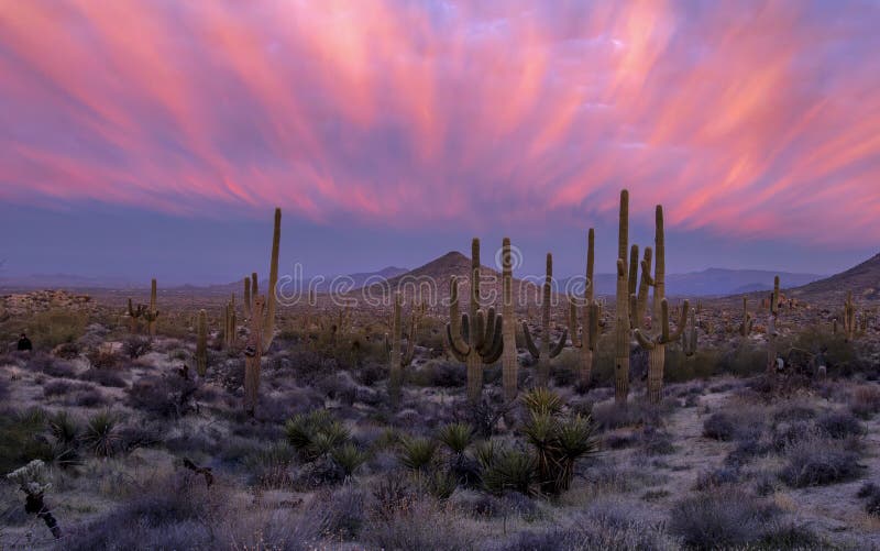 Arizona Desert Sunrise with Unusual Pink Cloud Formation Stock Image ...