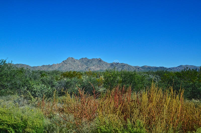 Arizona in the Fall stock photo. Image of ancient, cacti - 51088382