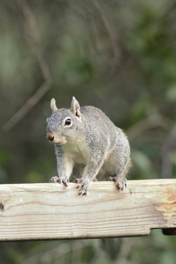 Arizona Gray Squirrel (Sciurus Arizonensis) Stock Photo - Image of ...