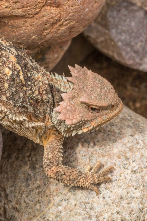 280 Horned Toad Lizard Stock Photos - Free & Royalty-Free Stock Photos ...