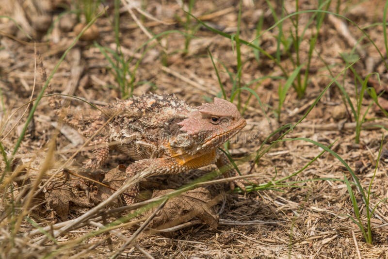 Horned Toad Lizard stock photo. Image of wildlife, spines - 106792