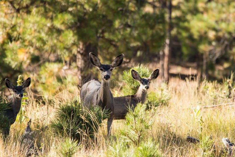 Arizona Mule Deer stock photo. Image of grand, united - 51609496