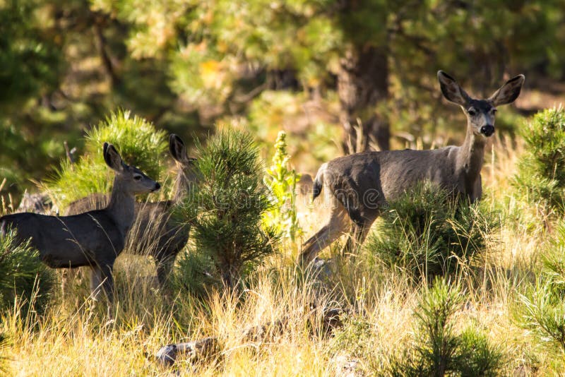 Arizona Mule Deer stock photo. Image of grand, united - 51609496