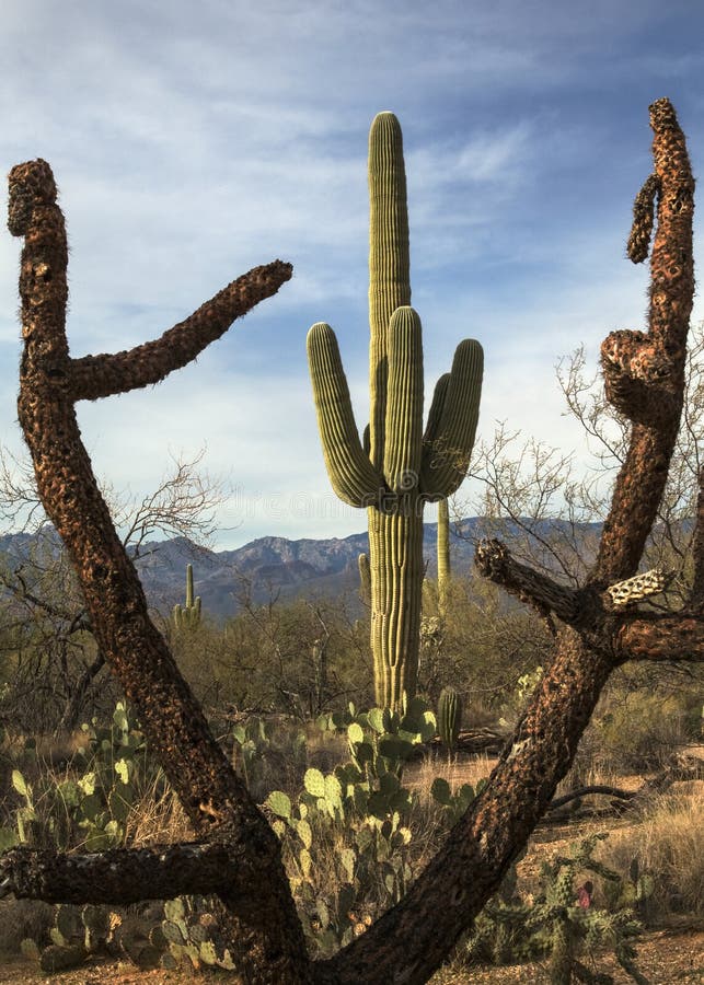 Arizona s Cacti stock image. Image of park, national - 42997865
