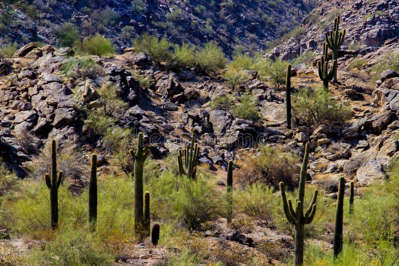 Arizona Summer in the Desert Stock Photo - Image of rocks, cactus ...