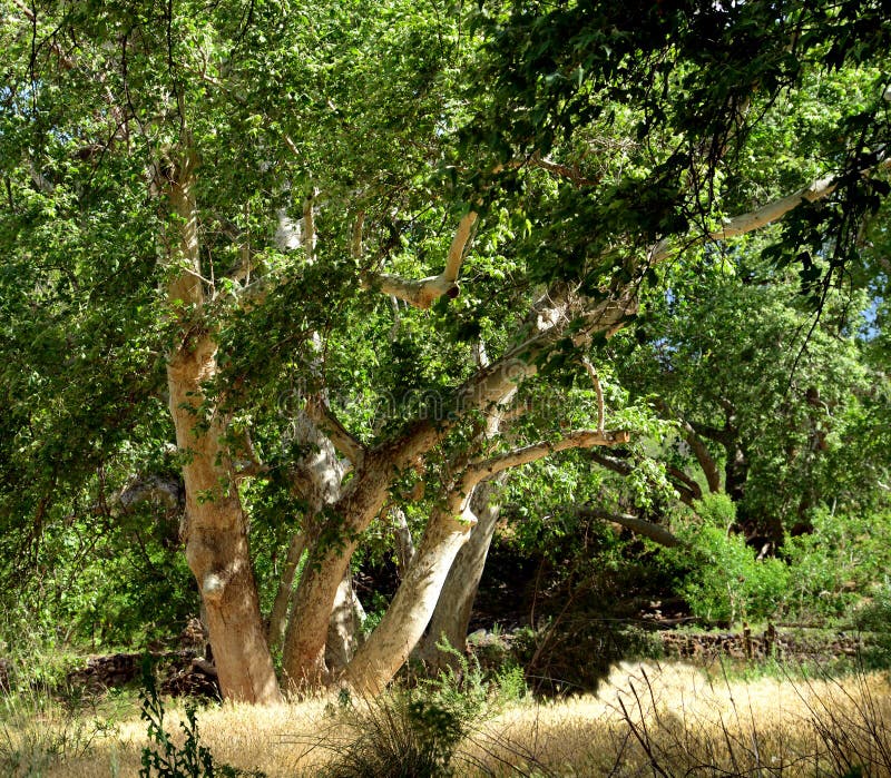 Giant Sycamore Trees Arizona Stock Photos - Free & Royalty-Free Stock ...
