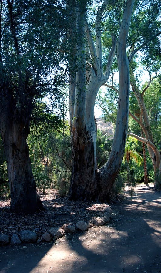 Arizona Sycamore tree stock image. Image of trees, arizona - 266594593