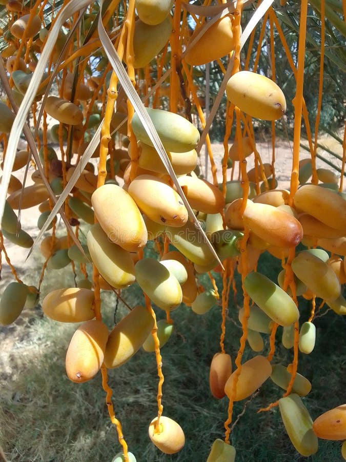 Arjun Palm Trees of Dates and Dates and Hanging Clouds Stock Photo ...