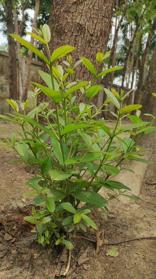Arjun tree in the garden. stock photo. Image of flower - 215488622