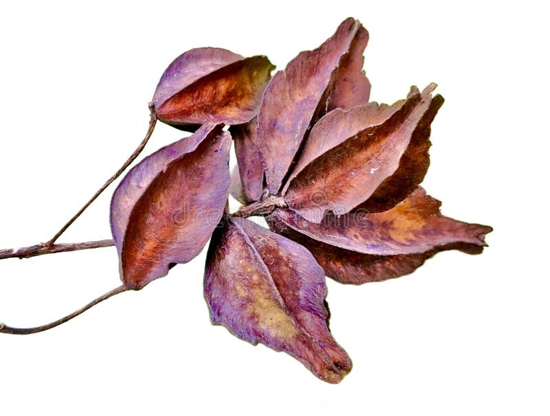 Arjuna Fruit, Terminalia Arjuna Stock Image - Image of bark, autumn ...