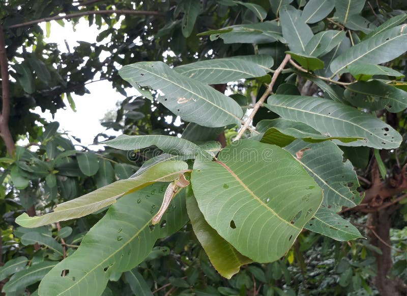Arjuna is a Large, Evergreen Tree Native To India, Stock Photo - Image ...