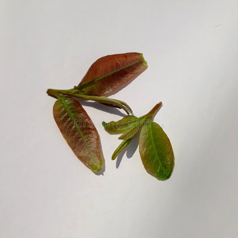 Arjuna leaf stock image. Image of fruit, invertebrate - 359393671