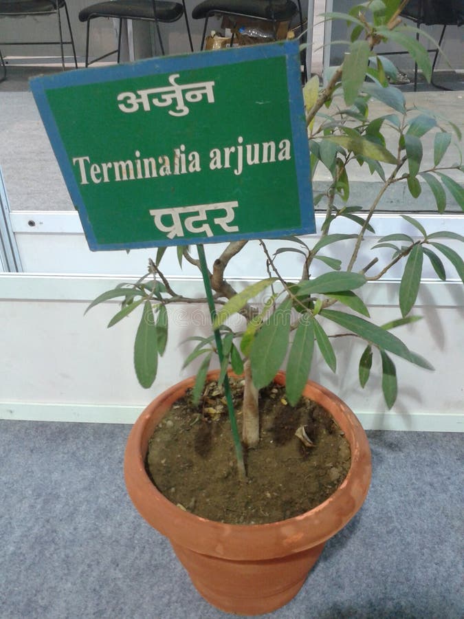 Arjuna plant in pot. stock image. Image of produce, food - 248027613