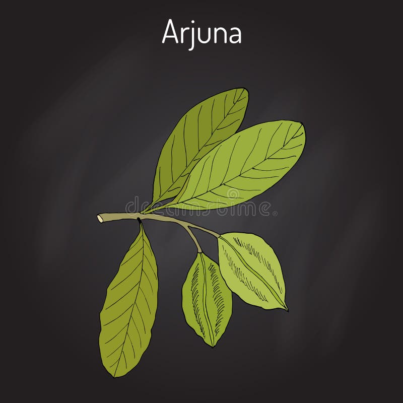 Arjuna Terminalia Arjuna , or Arjun Tree, Kumbuk Stock Vector ...